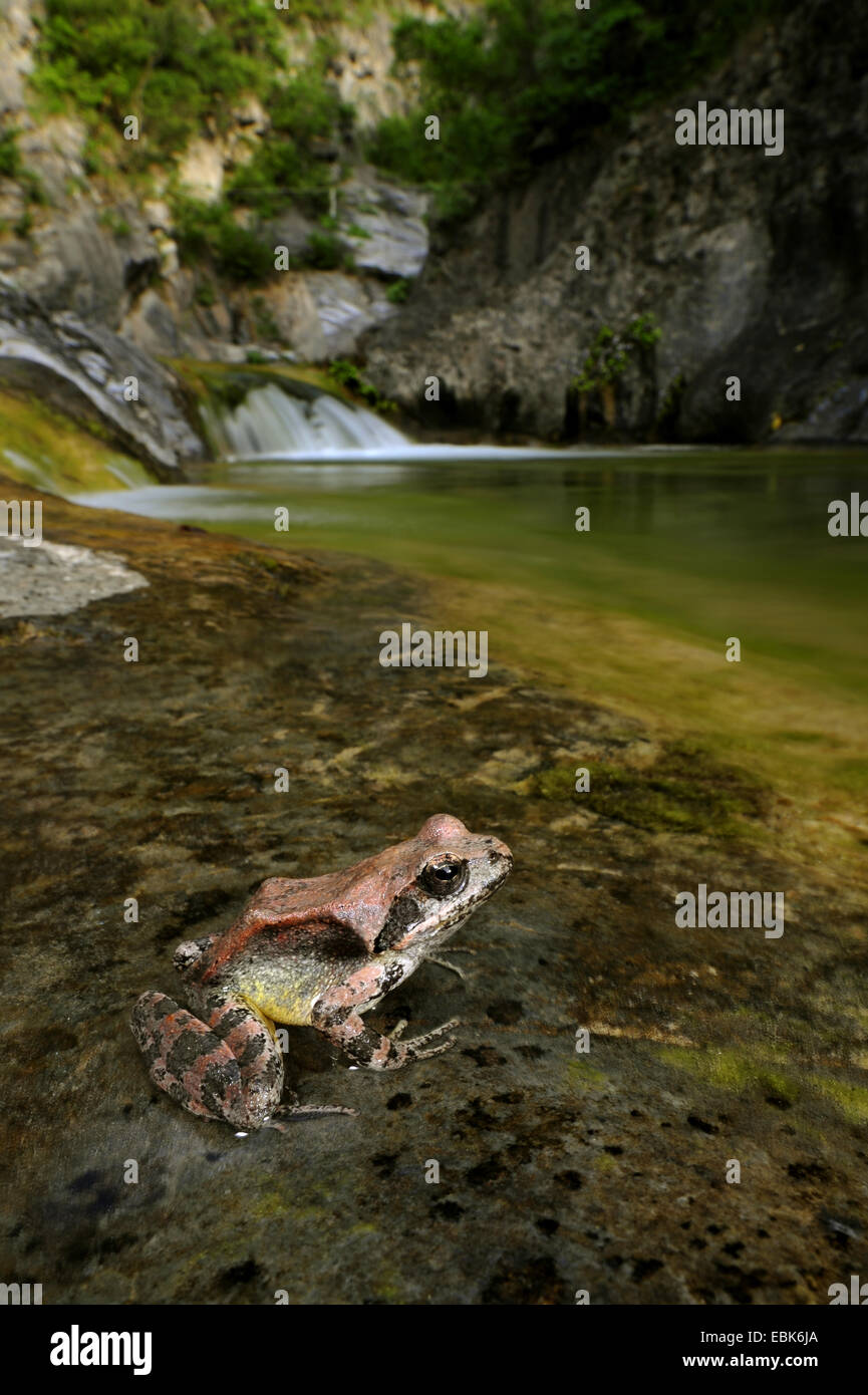 Rana graeca frog photography hi-res stock photography and images - Alamy