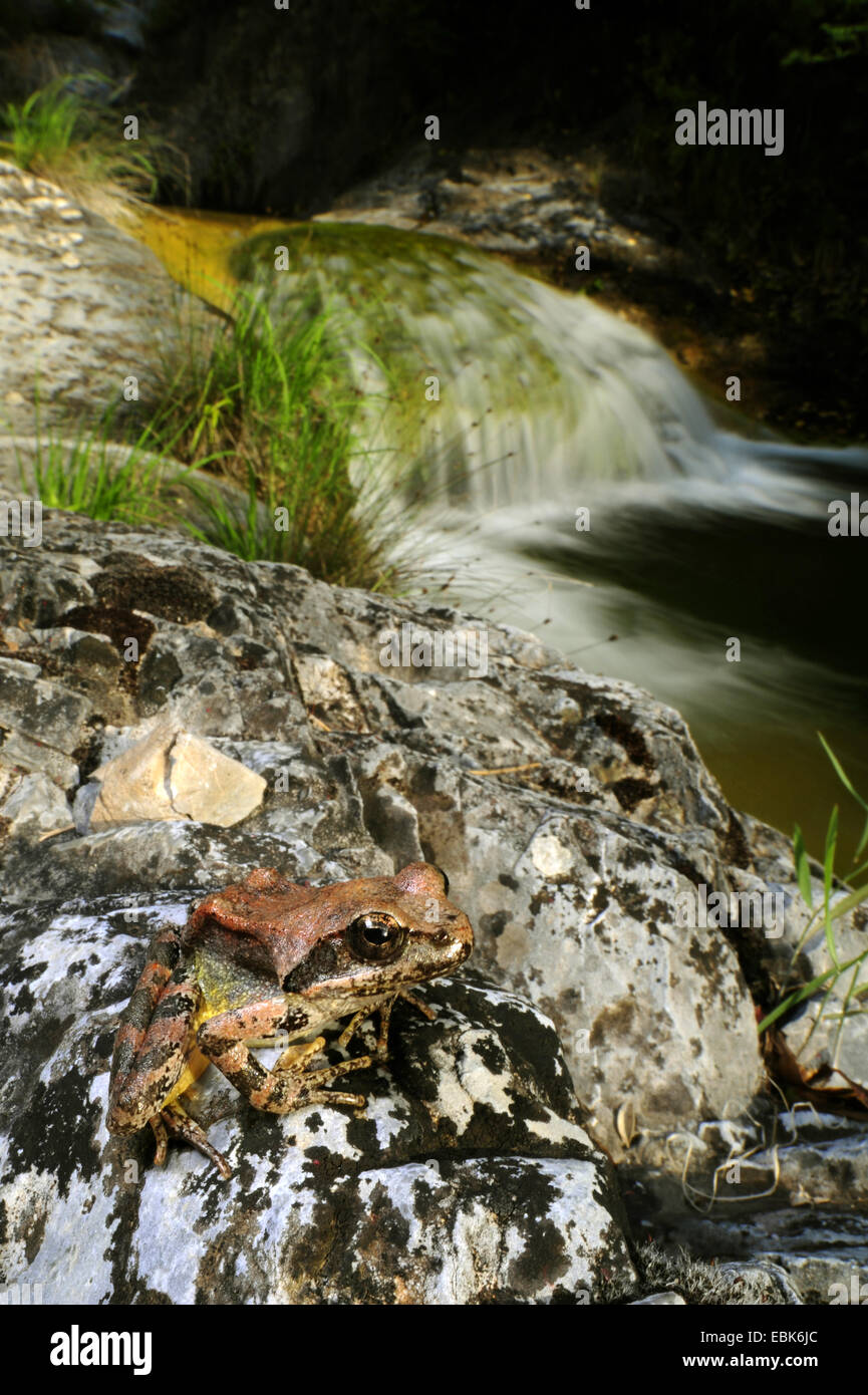 Rana graeca frog photography hi-res stock photography and images - Alamy