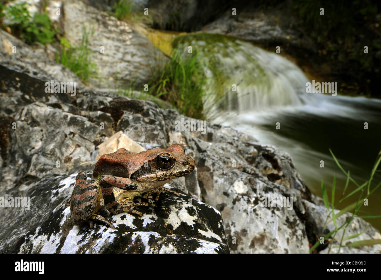 Frogs rocks water High Resolution Stock Photography and Images - Alamy