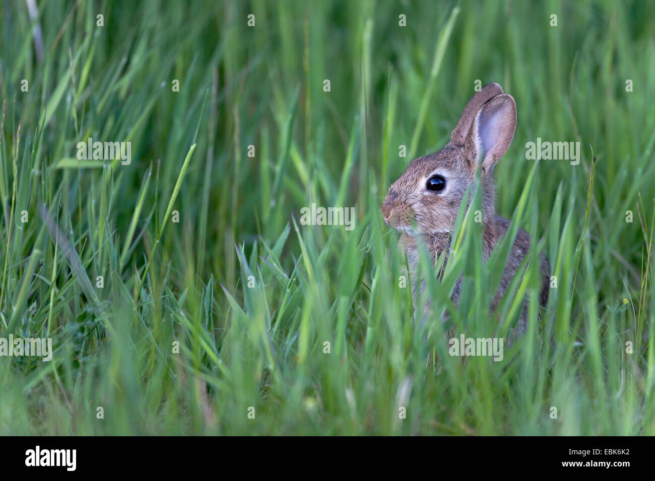 Rabbit in grass hi-res stock photography and images - Alamy