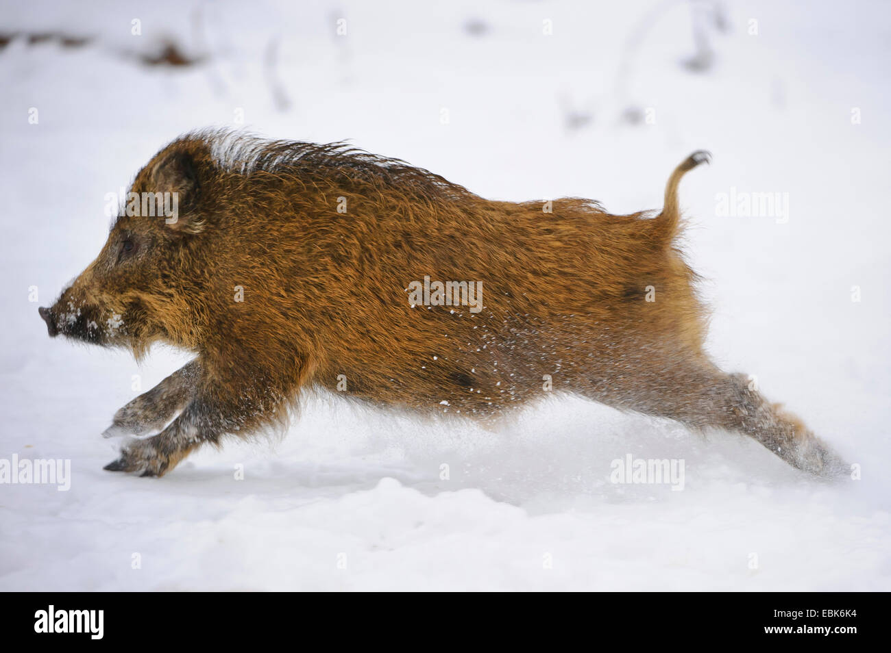 Running wild boar hi-res stock photography and images - Alamy