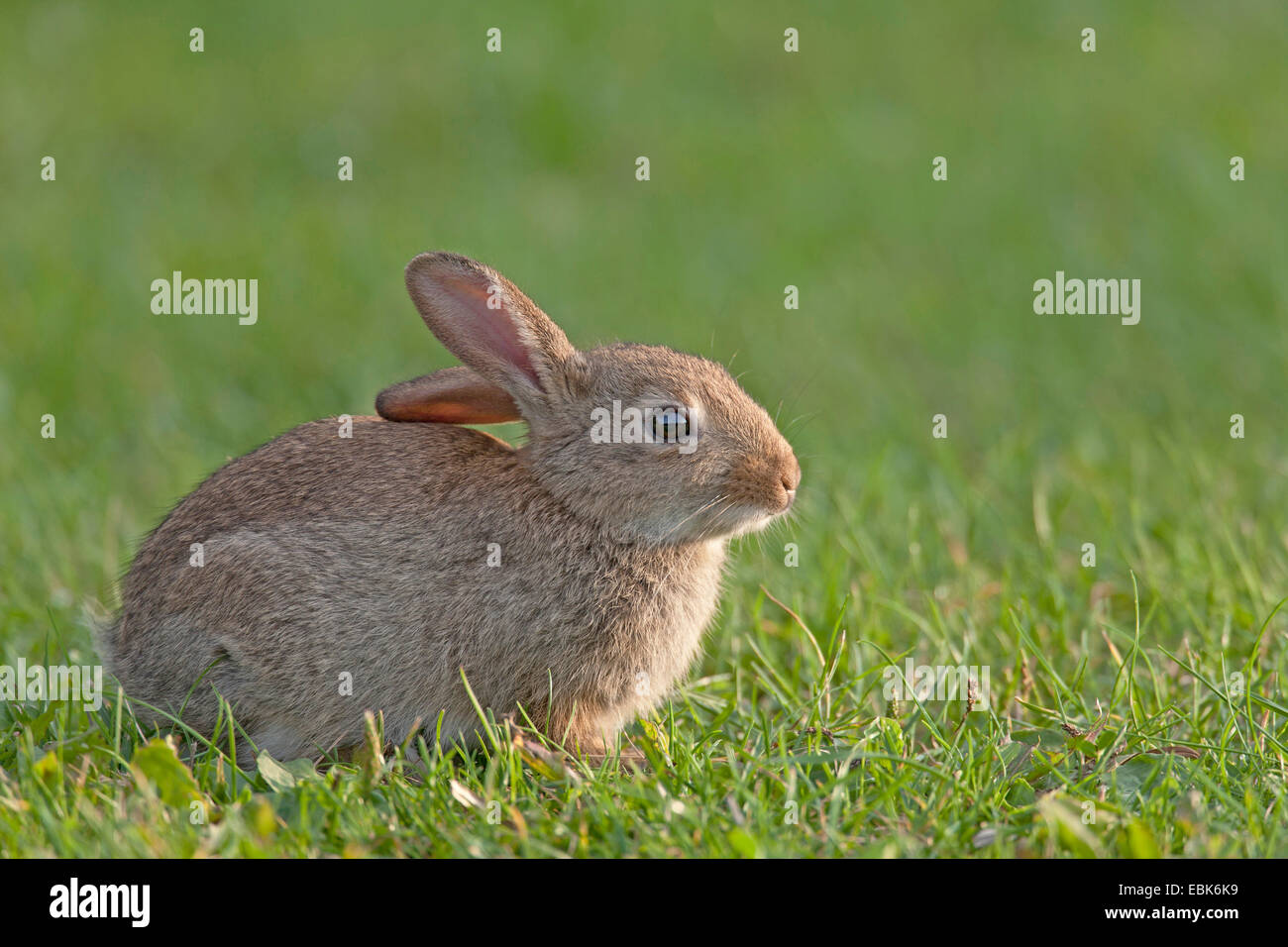 Baby wild rabbit hi-res stock photography and images - Alamy