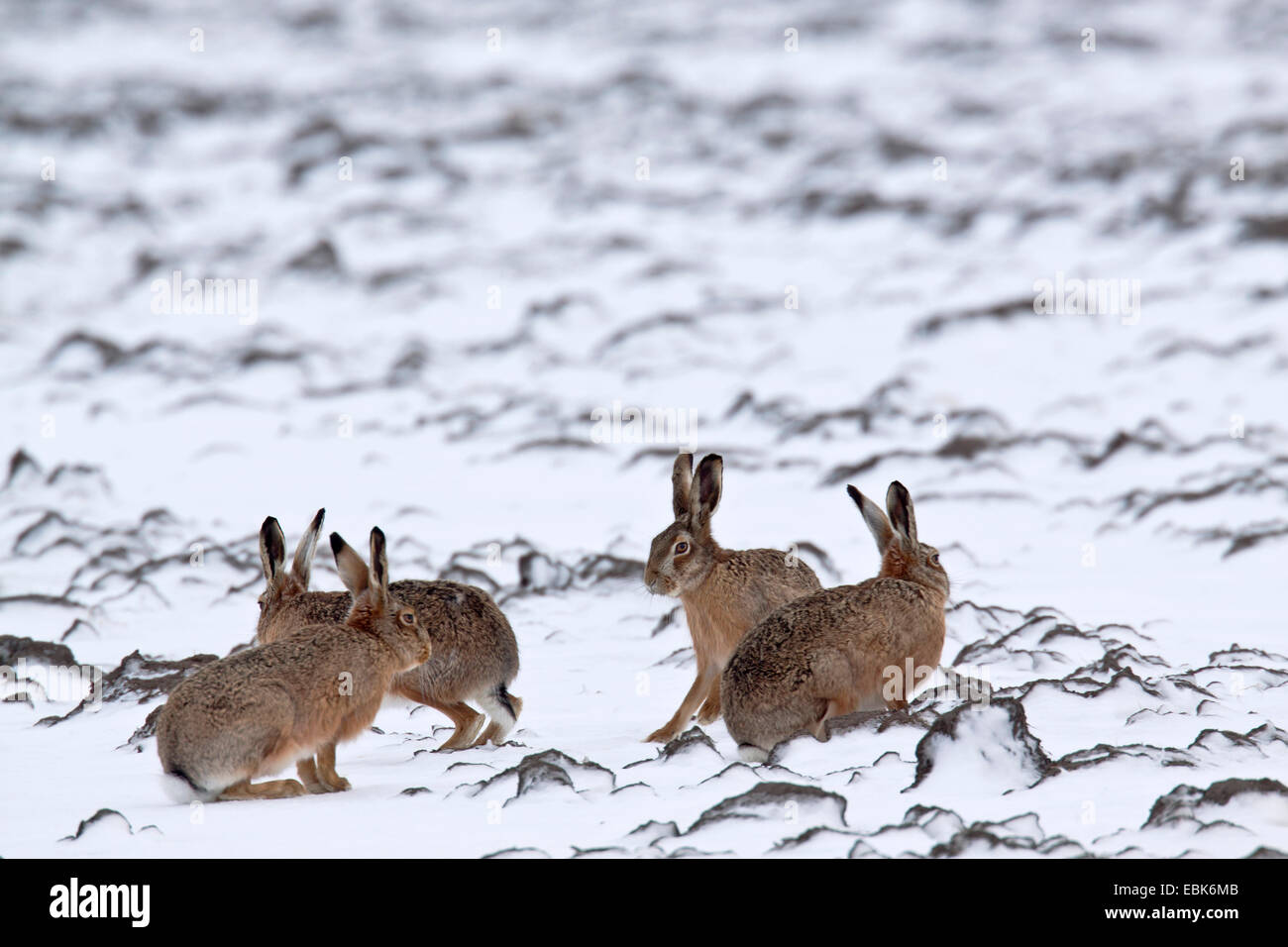 Hare hares hi-res stock photography and images - Alamy