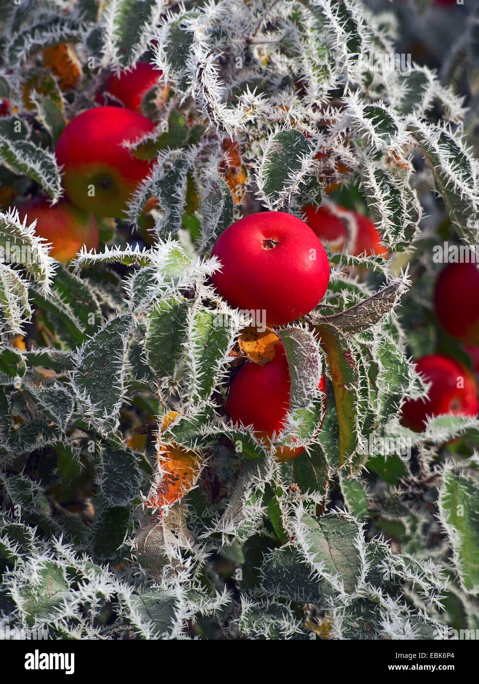 Sculpture of a red tree hi-res stock photography and images - Alamy