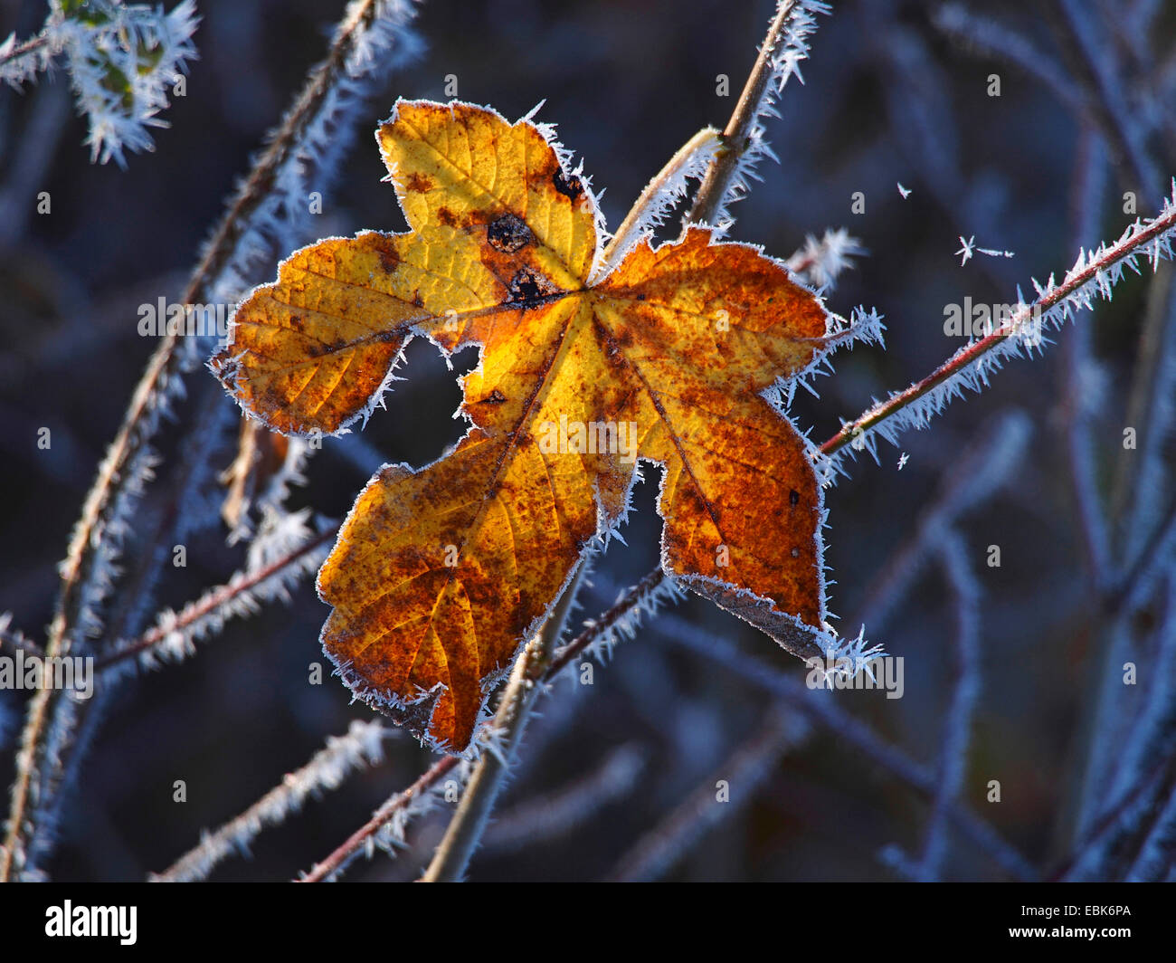 Great frost hi-res stock photography and images - Alamy