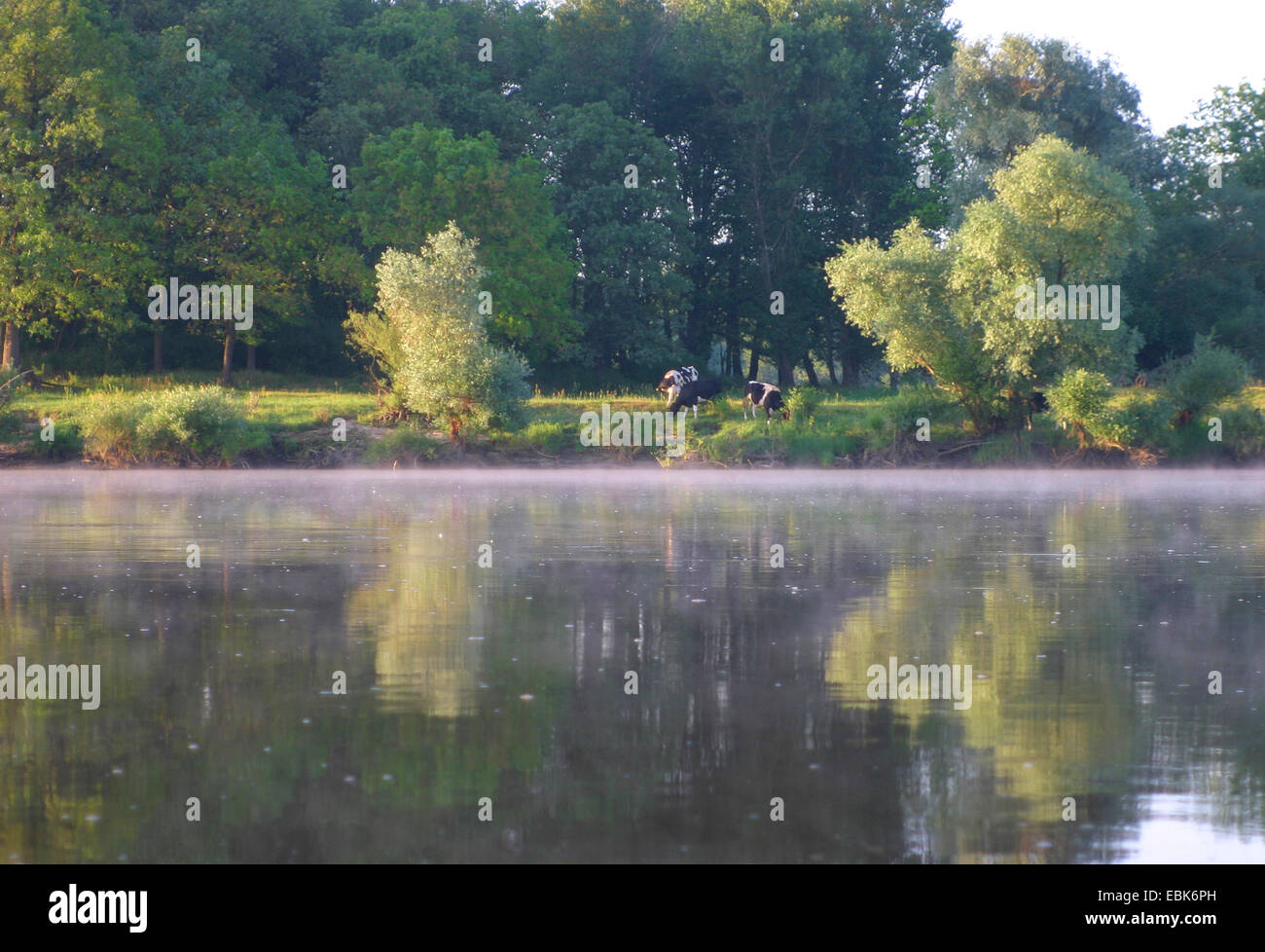 domestic cattle (Bos primigenius f. taurus), cow at river Elbe in ...