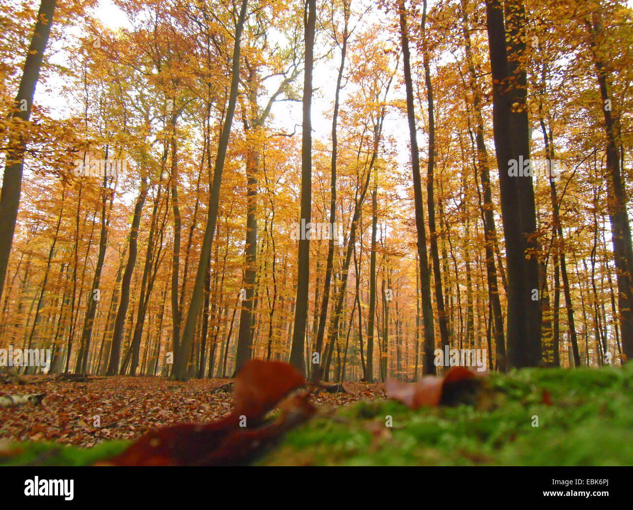 Autumn colours hornbeam carpinus betulus hi-res stock photography and ...