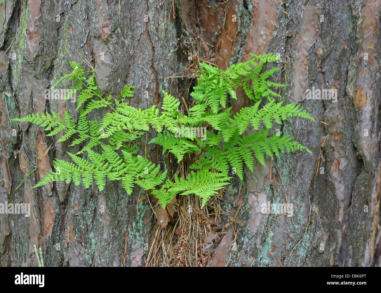 Fern pine hi-res stock photography and images - Alamy