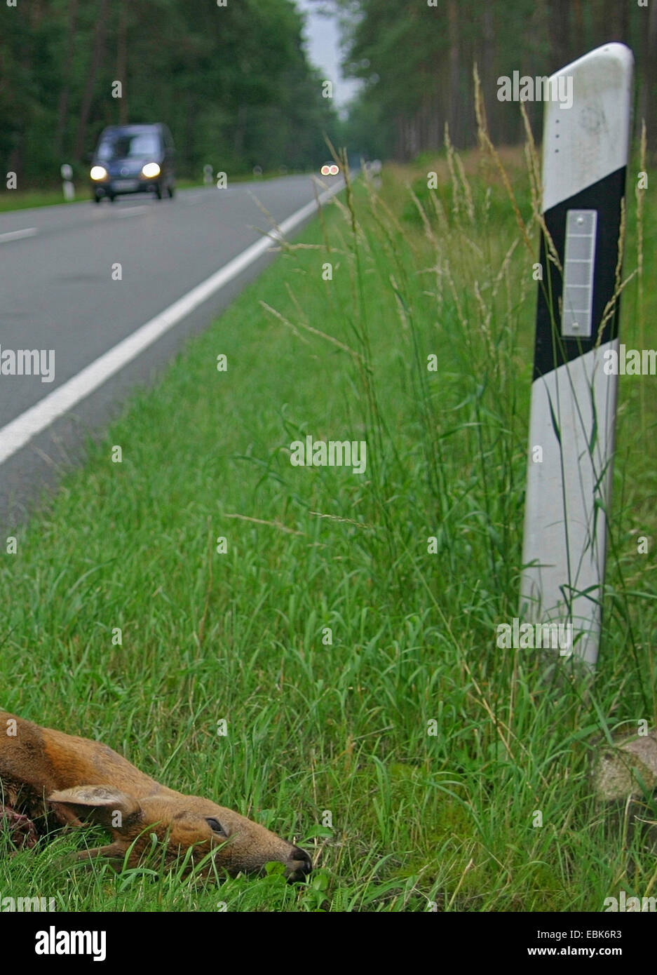 roe deer (Capreolus capreolus), dead deer at the roadside in a forest ...