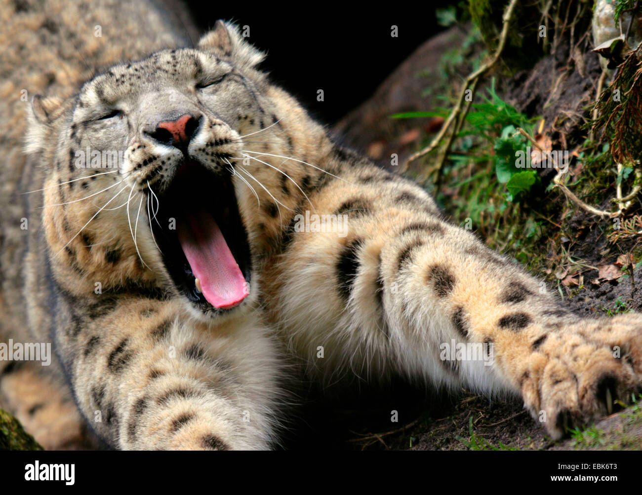 Stained tongues hi-res stock photography and images - Alamy