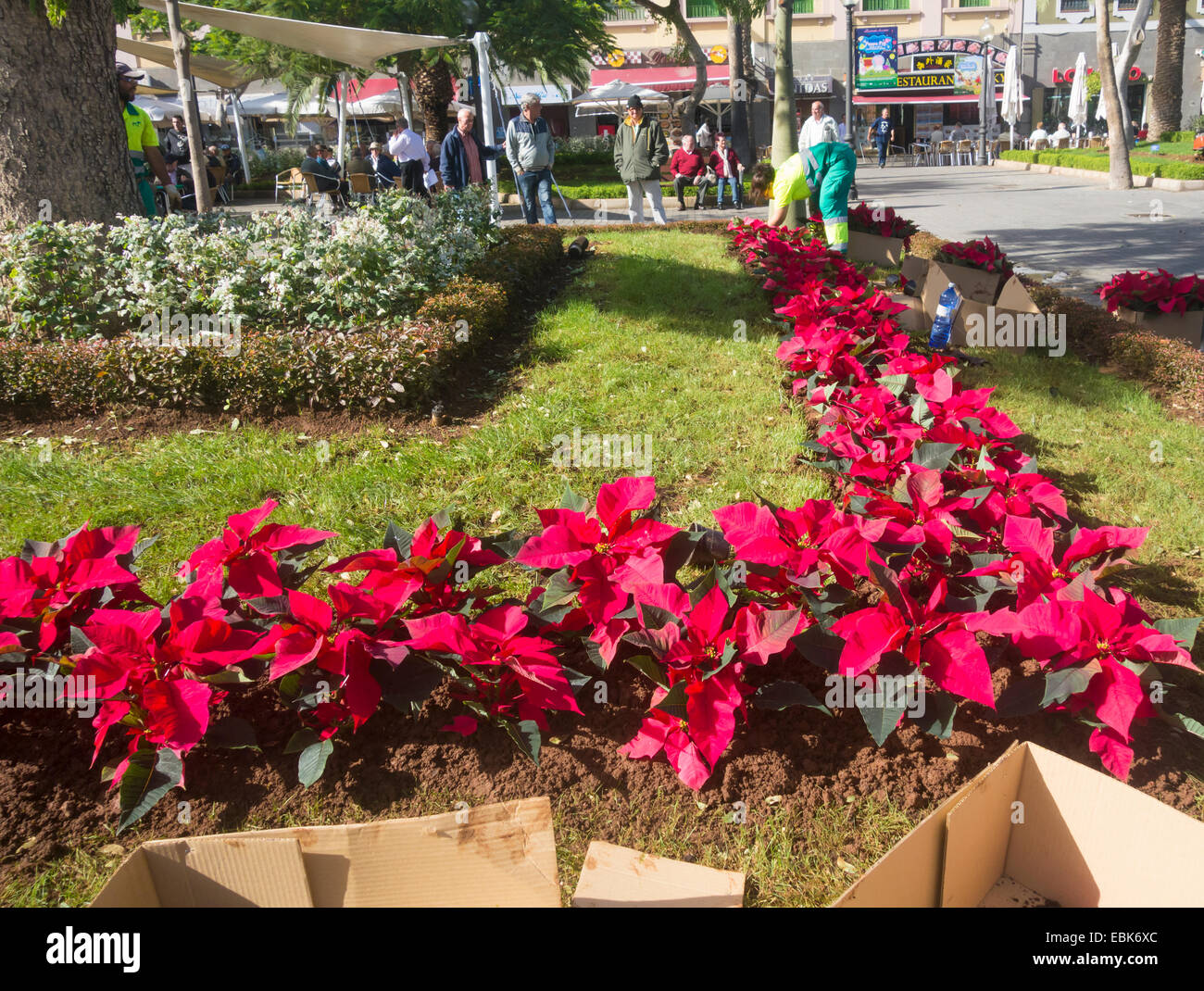 Council employees planting Poinsettia plants in city gardens in Spain ...