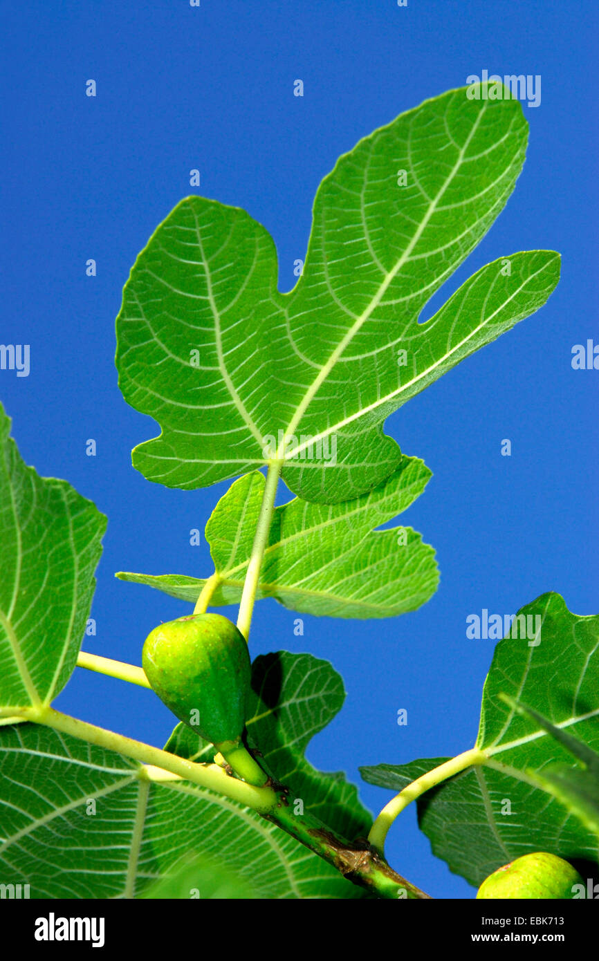 edible fig, common fig (Ficus carica), leaf with infructescence Stock ...