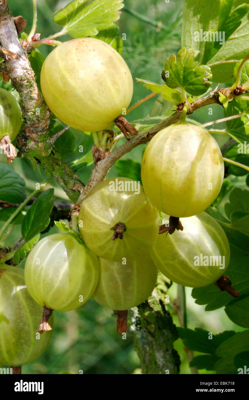 Family grossulariaceae hi-res stock photography and images - Alamy