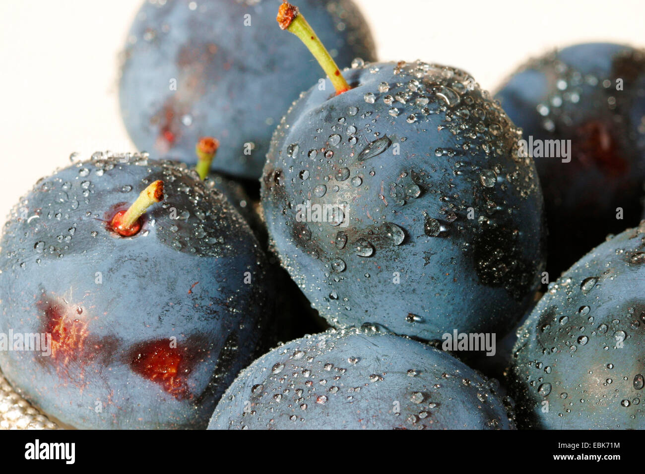 European plum (Prunus domestica), fruits Stock Photo - Alamy