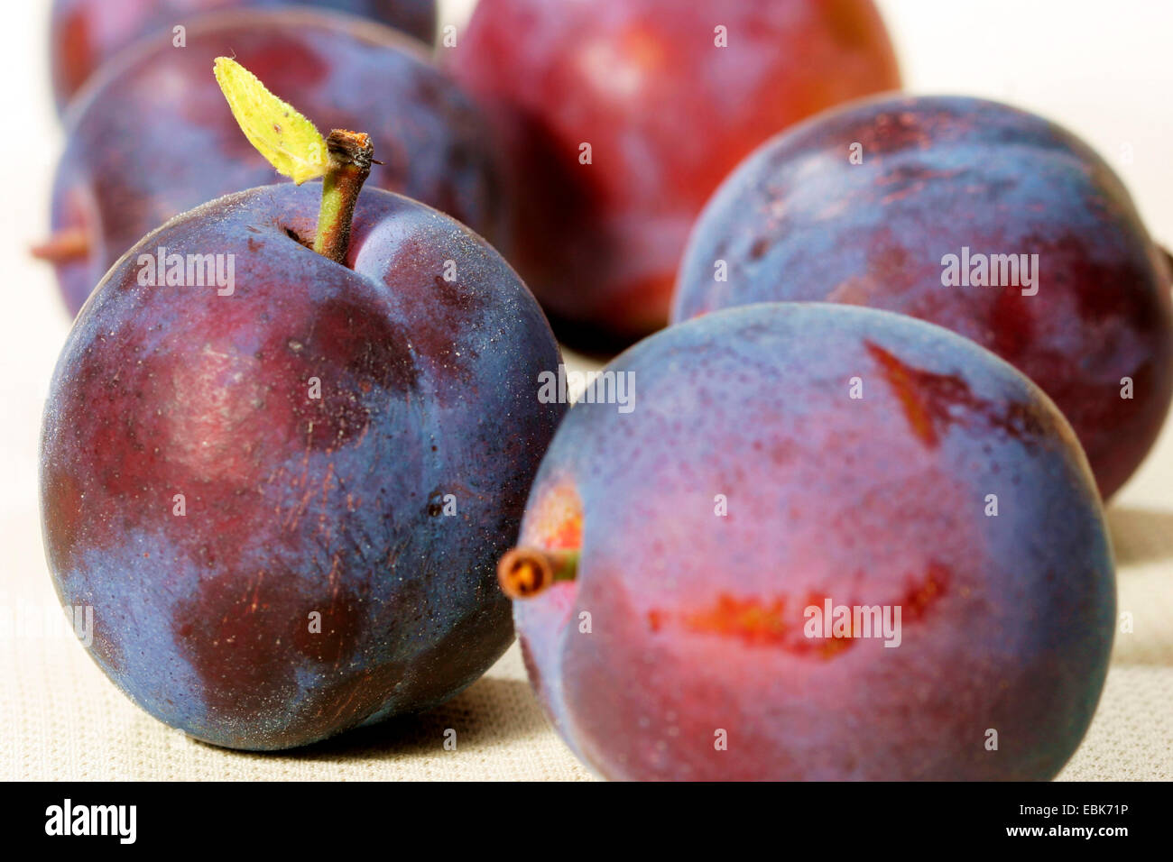 European plum (Prunus domestica), fruits Stock Photo - Alamy