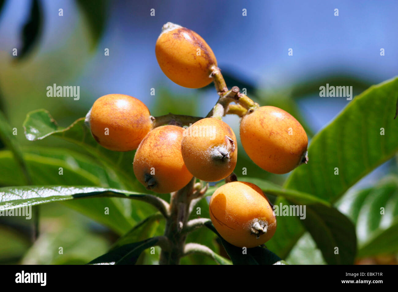 loquat, Japanese plum (Eriobotrya japonica), fruits on the tree Stock ...