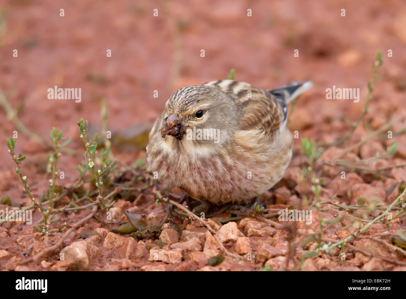 Common linnet hi-res stock photography and images - Alamy