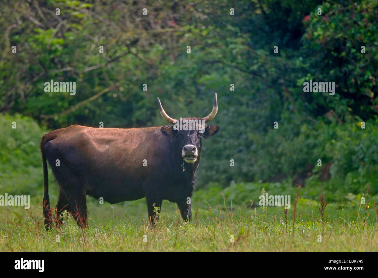 Heck cattle (Bos primigenius f. taurus), cow in a pasture, chewing ...