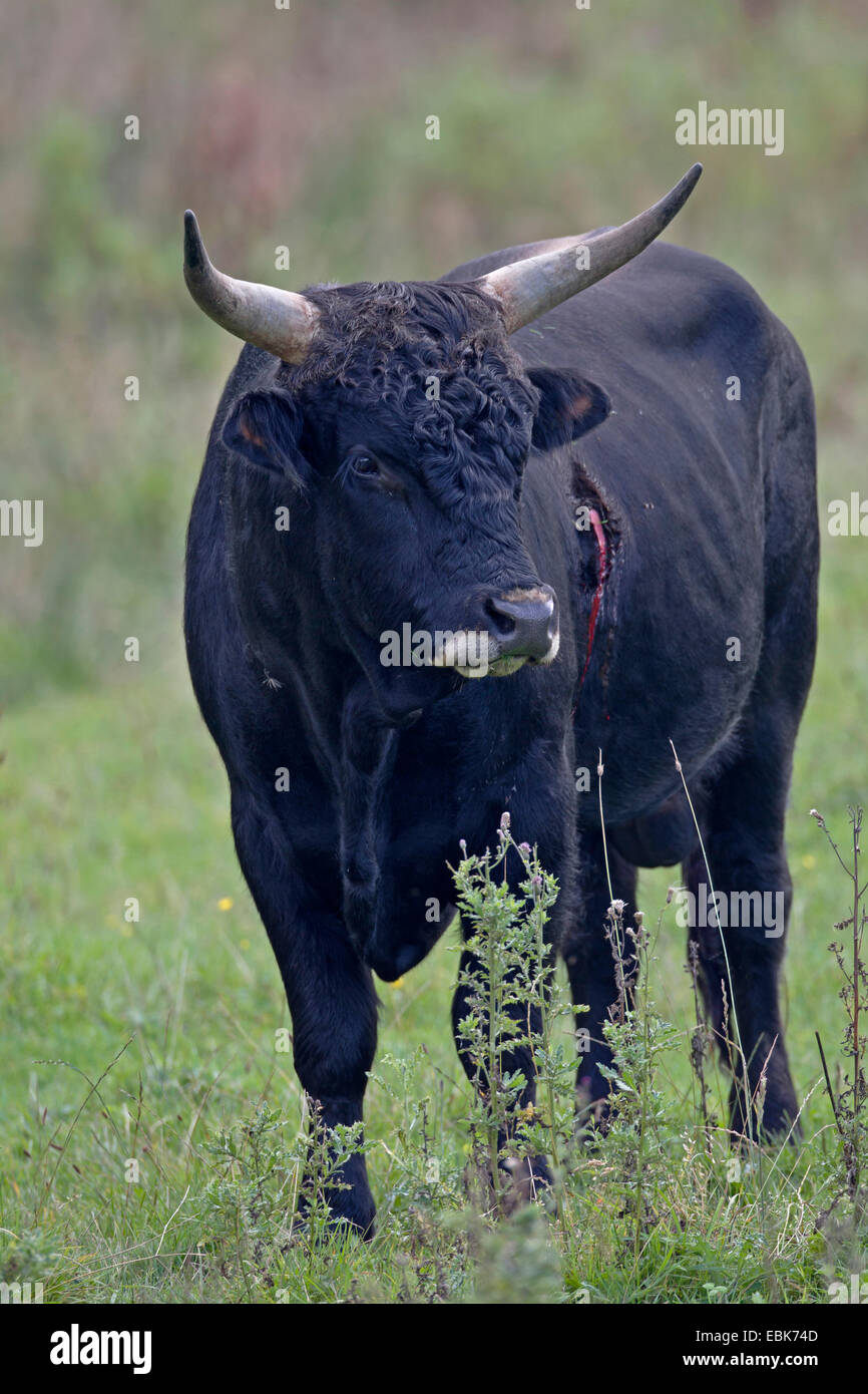 Heck cattle (Bos primigenius f. taurus), injured bull in a meadow ...