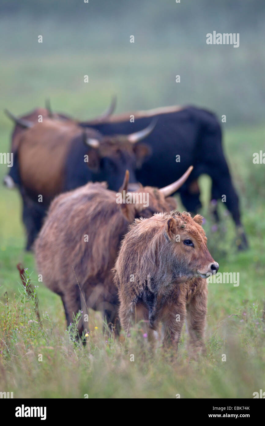 Heck cattle (Bos primigenius f. taurus), cows an calves grazing in a ...