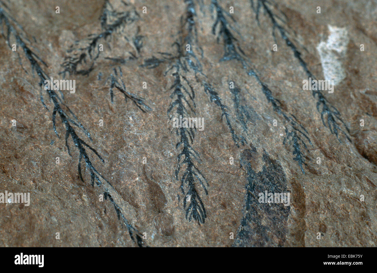 Araucaria sternbergii, fossil conifer, Eocene, Tyrol, Austria, Tyrol ...