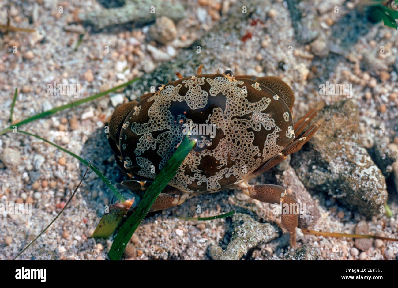 floral egg crab (Atergatis floridus), top view, crab with poisonous ...
