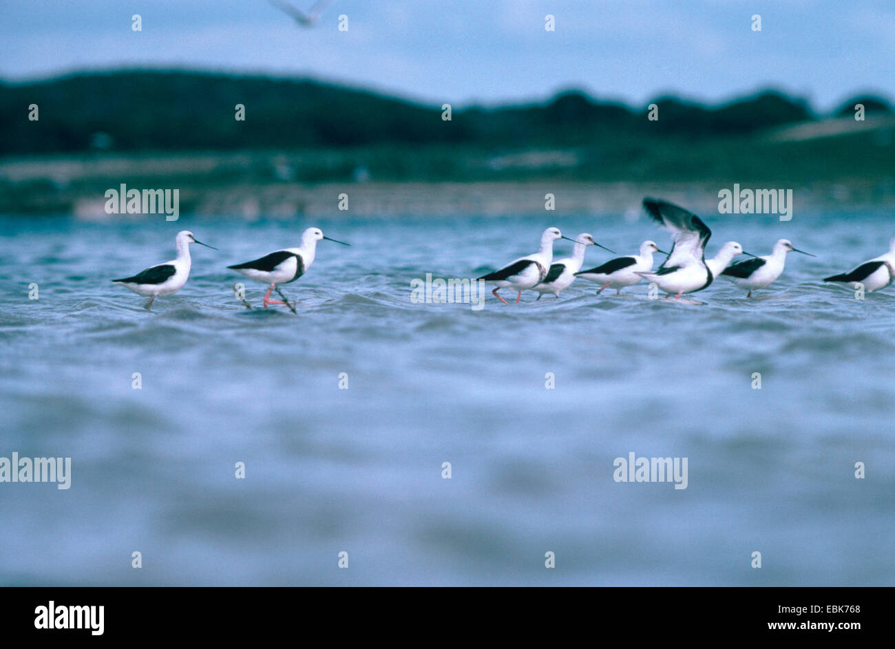 banded stilt (Cladorhynchus leucocephalus), group in shallow water ...