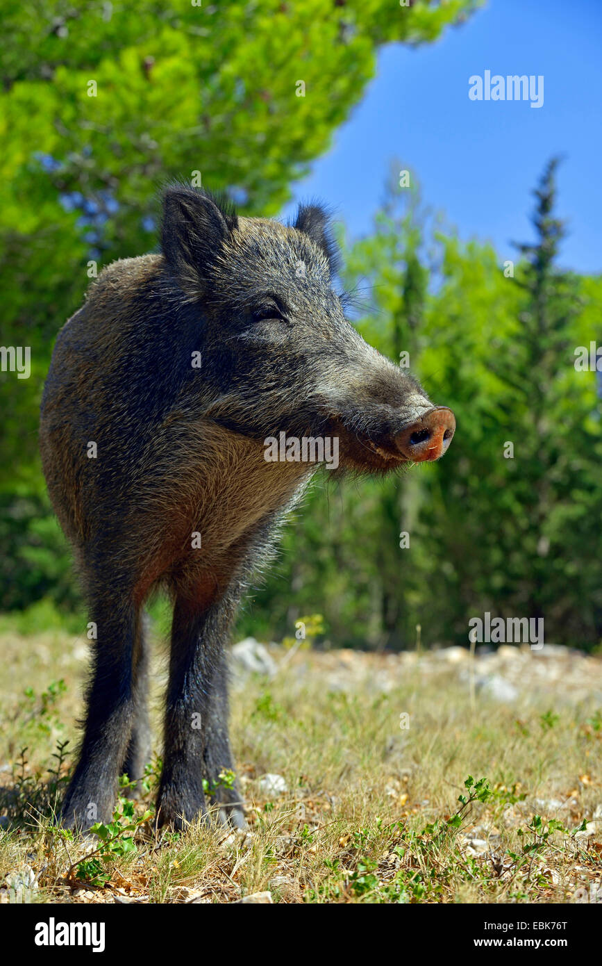 wild boar, pig, wild boar (Sus scrofa), shoat, France, Calanques ...