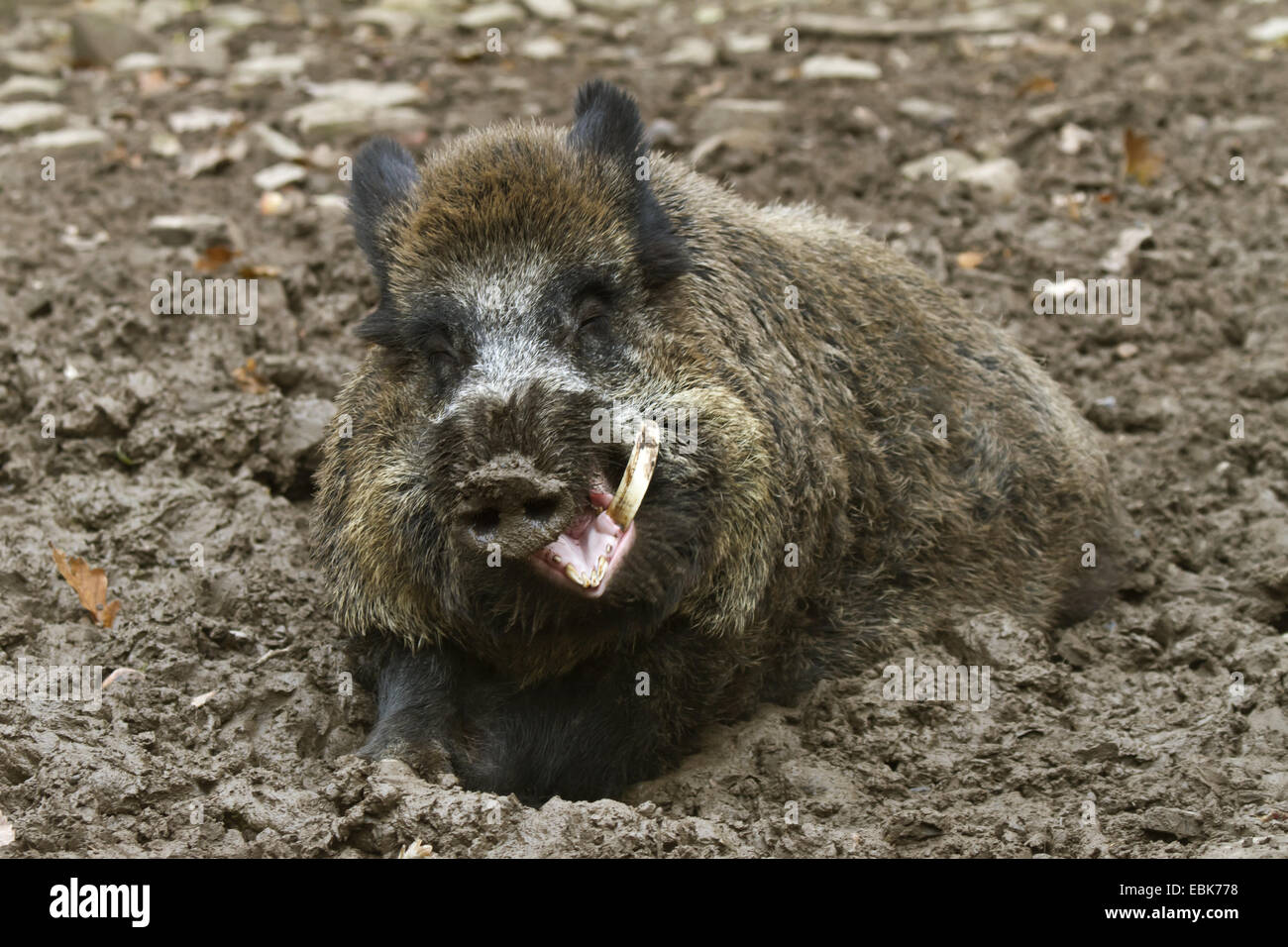 wild boar, pig, wild boar (Sus scrofa), boar wallowing in mud, Germany ...