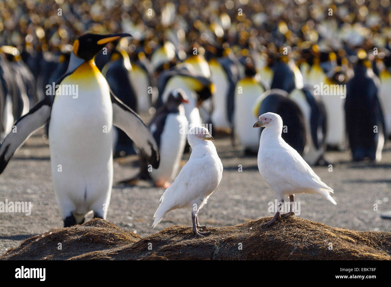 Snowy Sheathbill, Pale-faced sheathbill, Paddy (Chionis alba), two ...