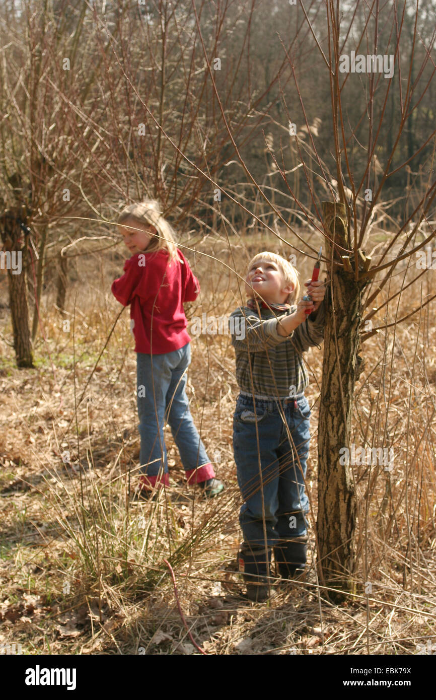 children cutting twigs from a pollarded willow, Germany Stock Photo - Alamy
