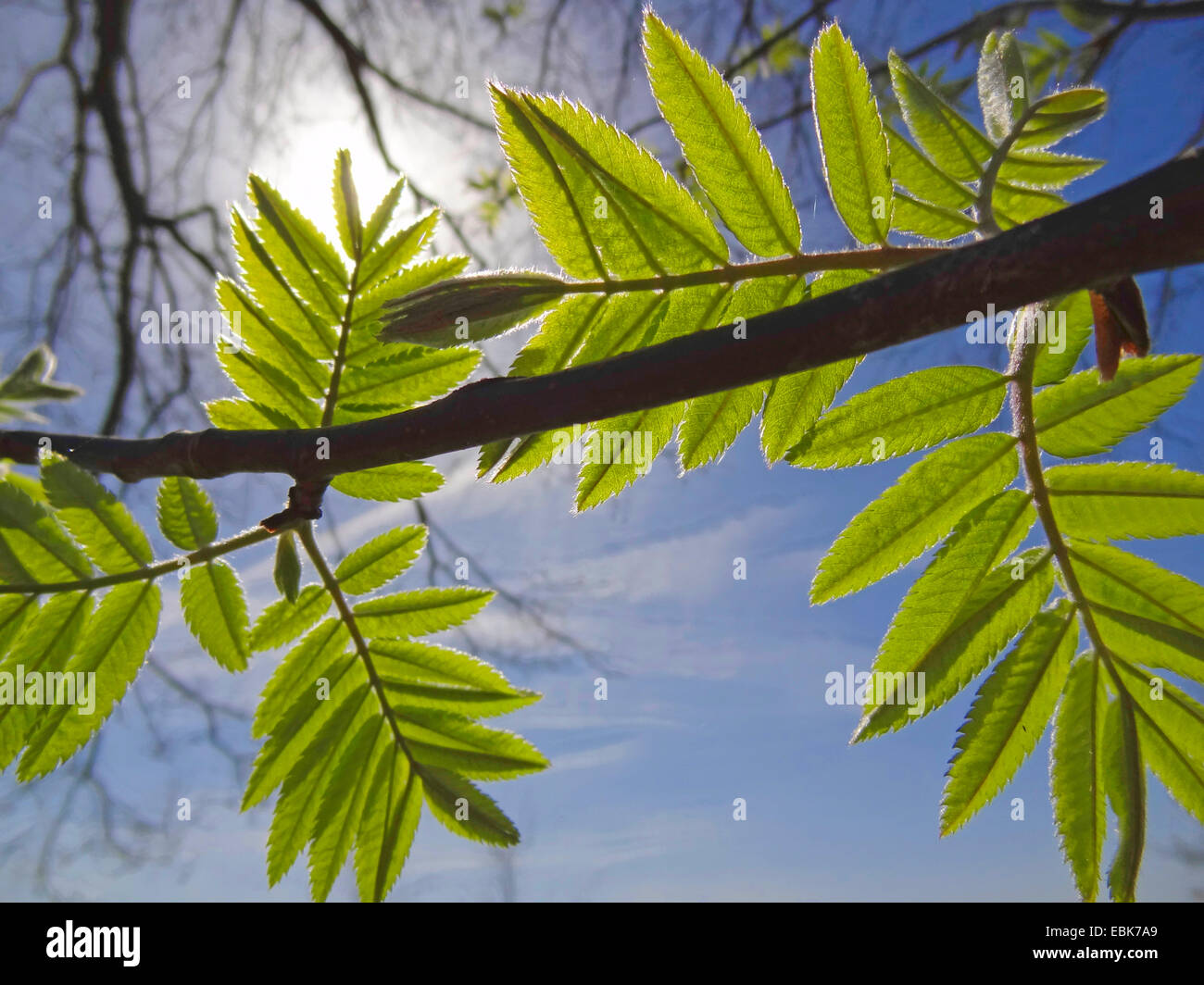 European mountain-ash, rowan tree (Sorbus aucuparia), young leaves in ...