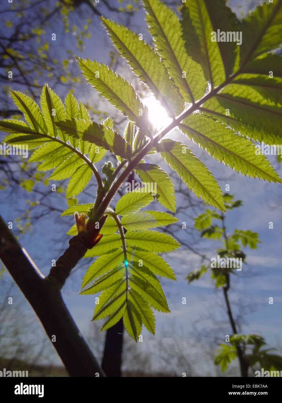 European mountain-ash, rowan tree (Sorbus aucuparia), young leaves in ...