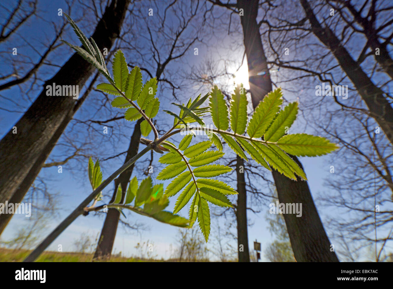 European mountain-ash, rowan tree (Sorbus aucuparia), young leaves in ...