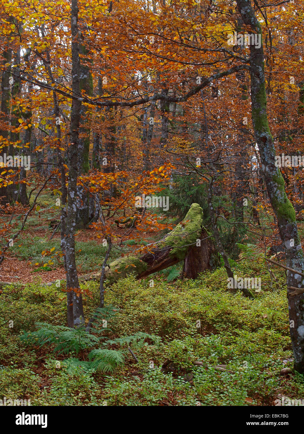 Vosges forest mountains hi-res stock photography and images - Alamy