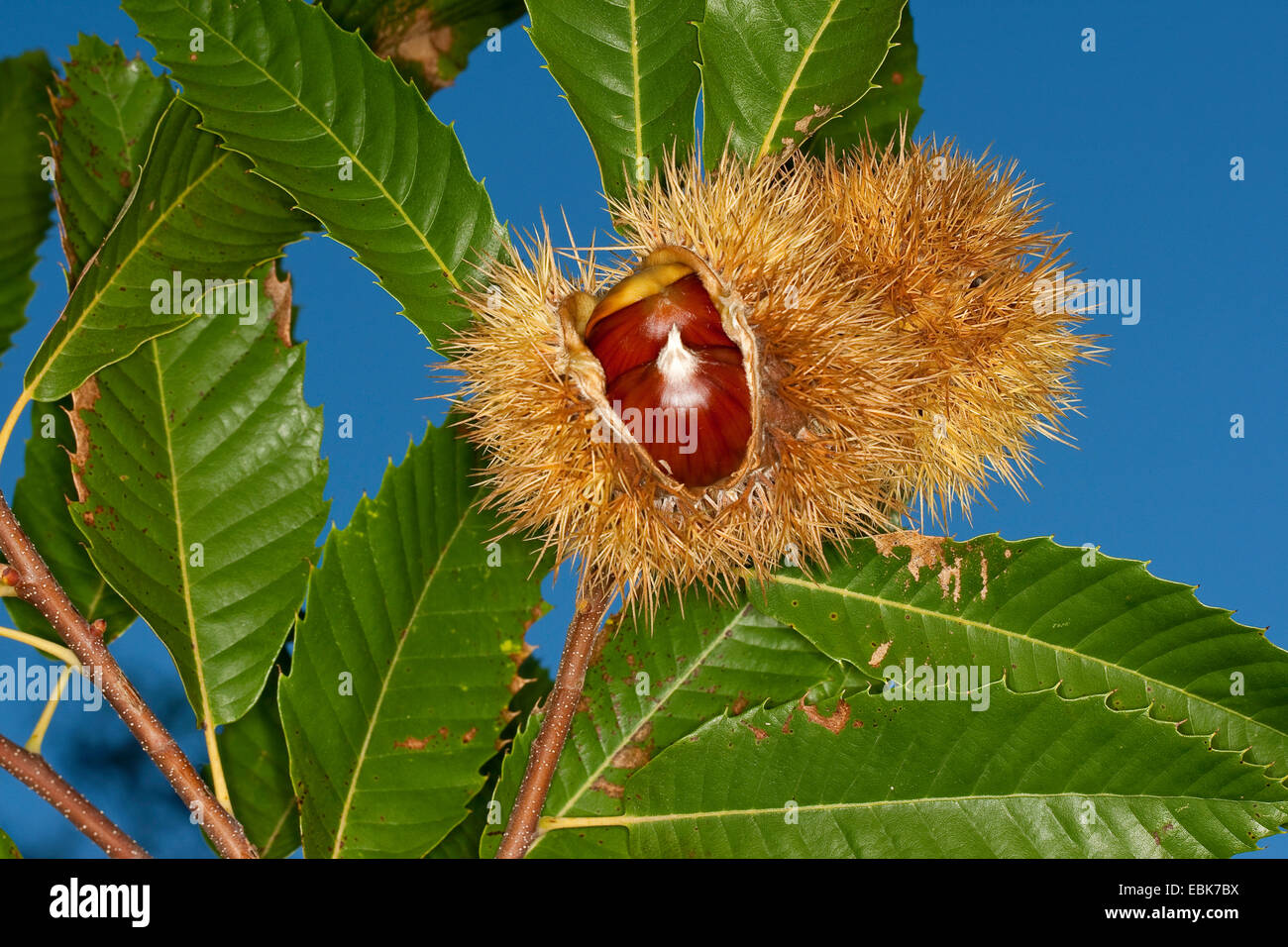 Spanish chestnut, sweet chestnut (Castanea sativa), fruits on a tree ...