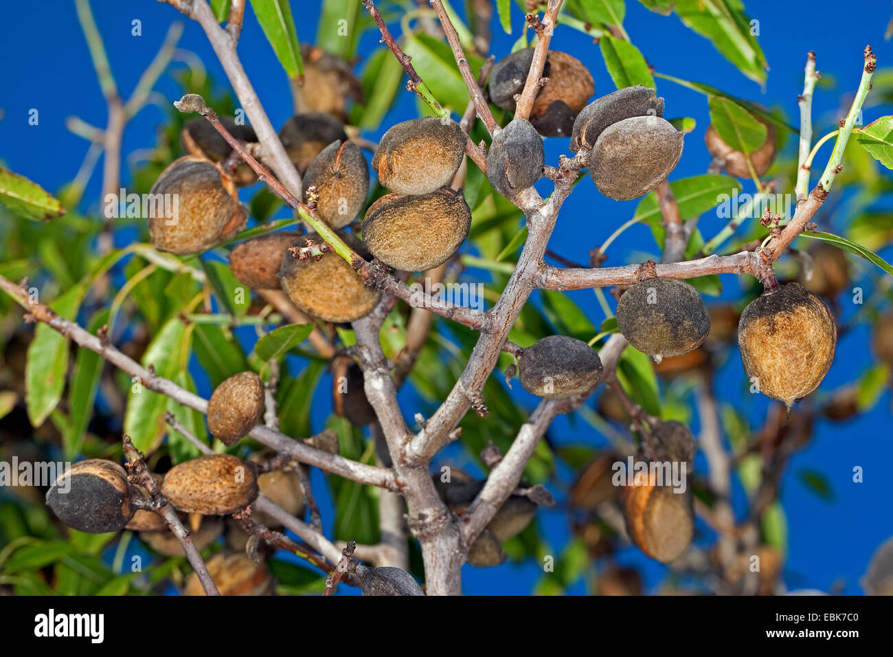 Almond (Prunus dulcis, Prunus amygdalus, Amygdalus communis, Amygdalus ...