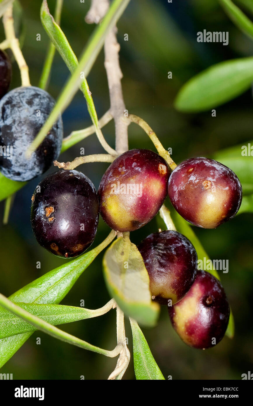 Olive tree olea europaea ssp sativa hi-res stock photography and images ...