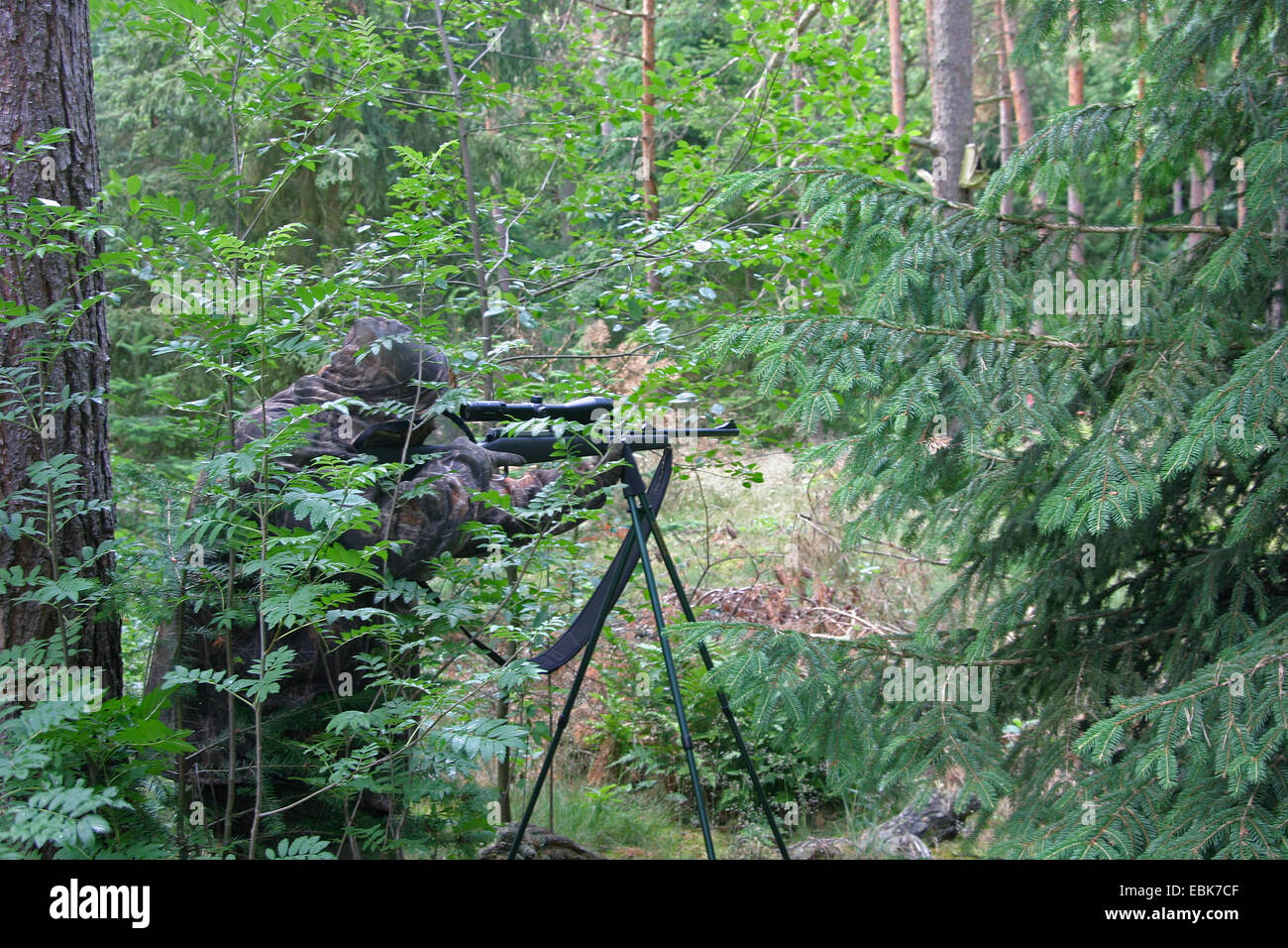 camouflaged hunter in thicket, Germany, Lower Saxony Stock Photo - Alamy
