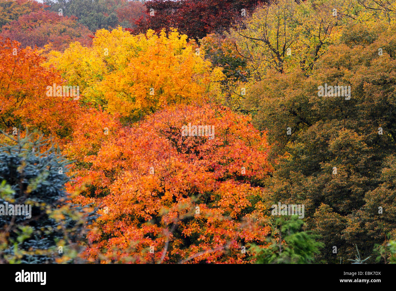Beech maple hi-res stock photography and images - Alamy
