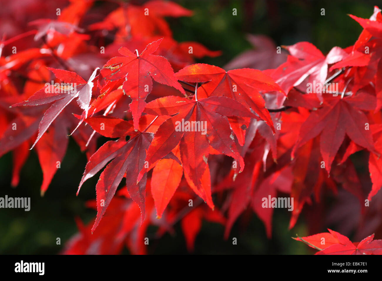 Acer palmatum japanese maple photograph hi-res stock photography and ...