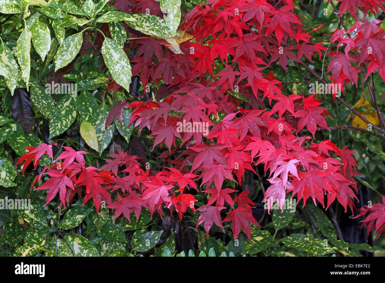 Aucuba japonica hi-res stock photography and images - Alamy