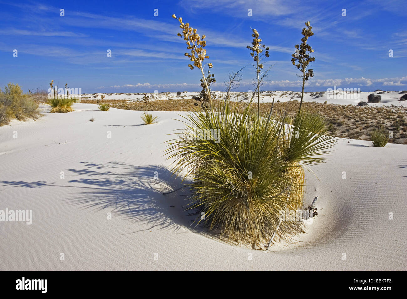 soaptree (Yucca elata), in gypsum dune field in backlight, USA, New ...