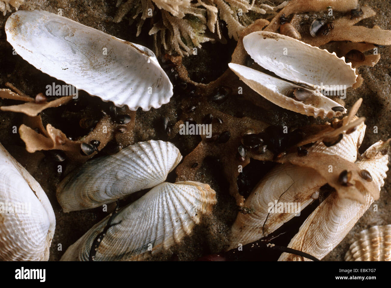 Petricola pholadiformis hi-res stock photography and images - Alamy