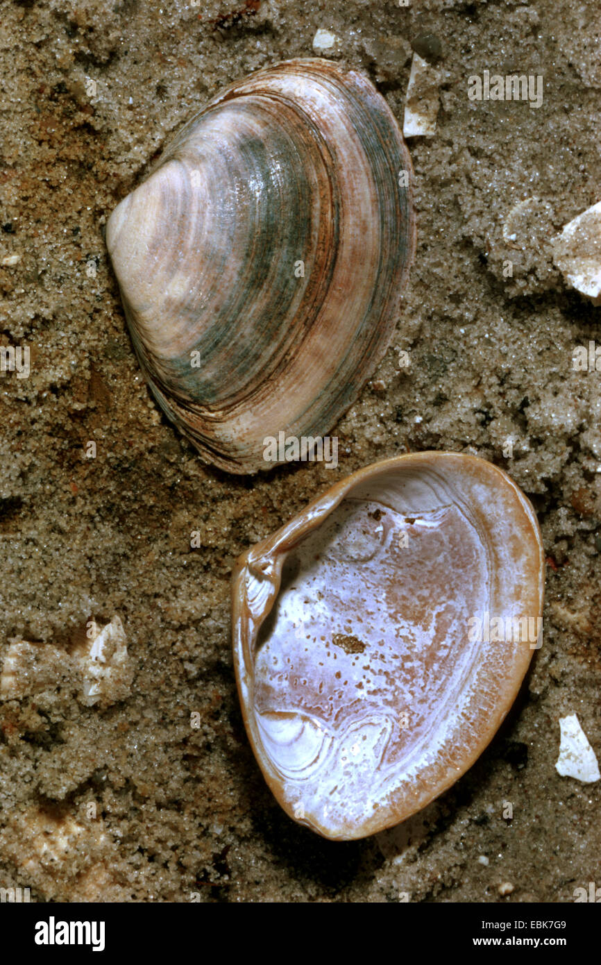 Trough Shell High Resolution Stock Photography and Images - Alamy