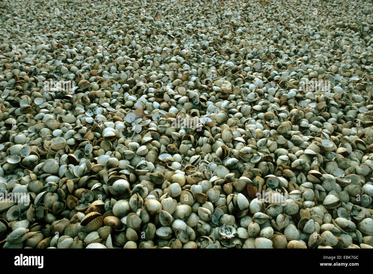 common cockle, common European cockle, edible cockle (Cerastoderma ...