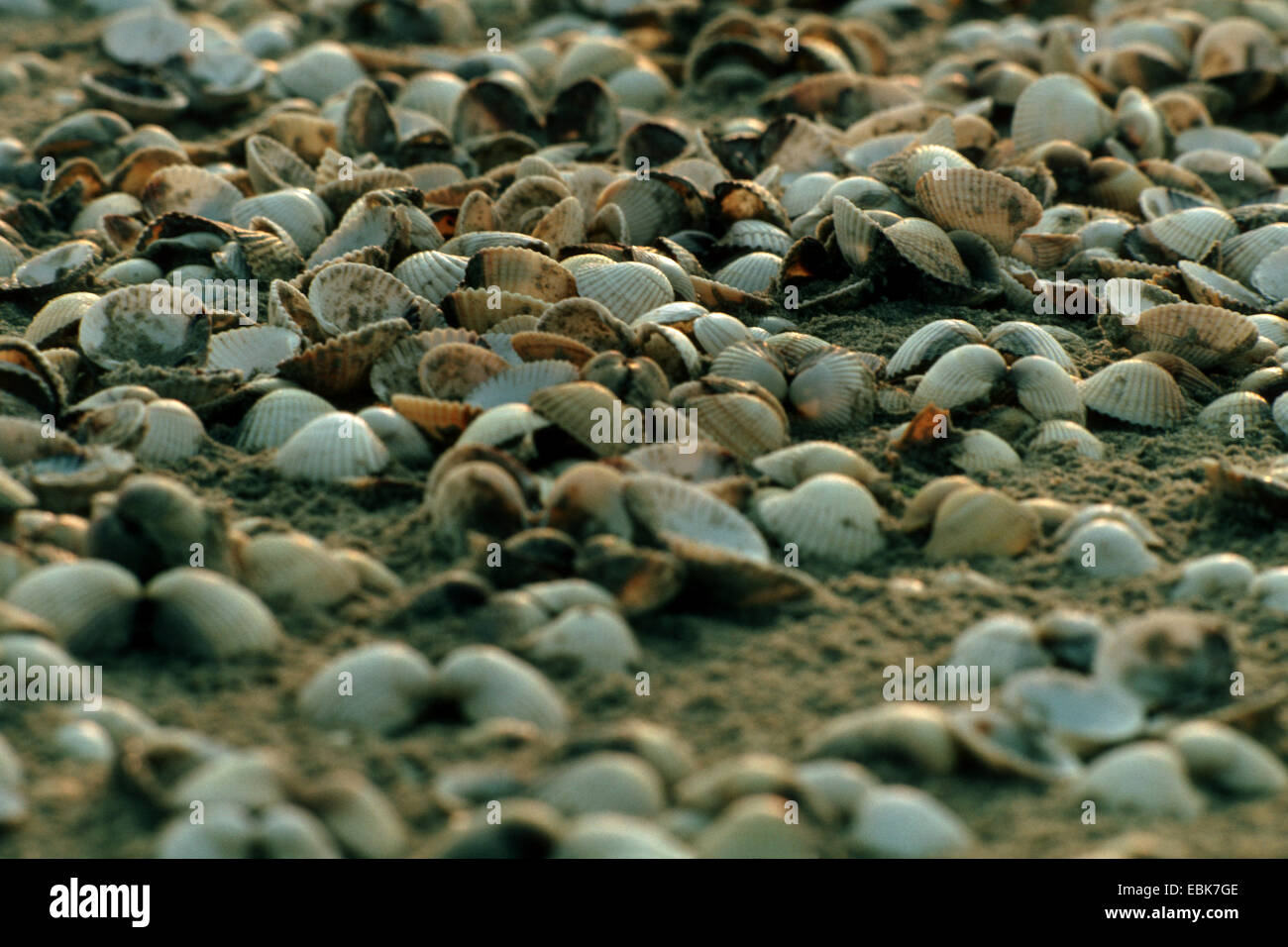 common cockle, common European cockle, edible cockle (Cerastoderma ...