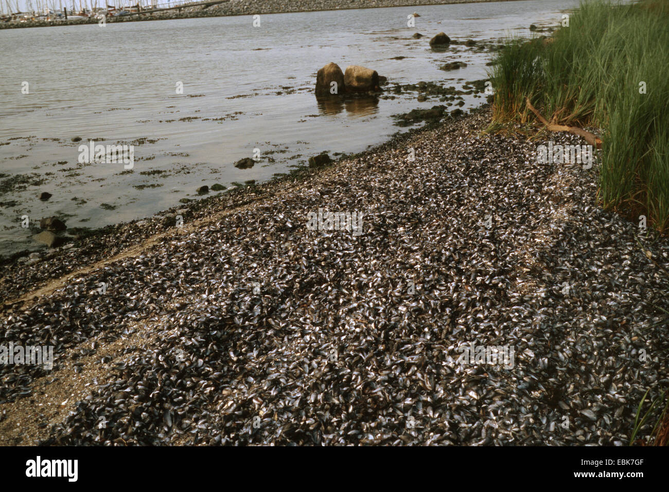 blue mussel, bay mussel, common mussel, common blue mussel (Mytilus ...