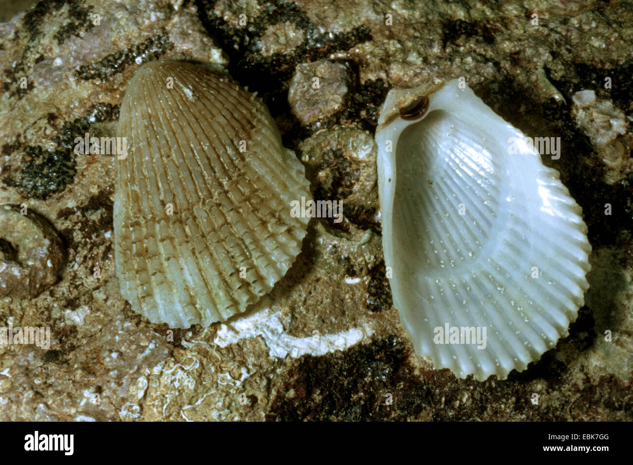 spiny fileclam, spiny lima (frilled file shell) (Lima lima), shells ...