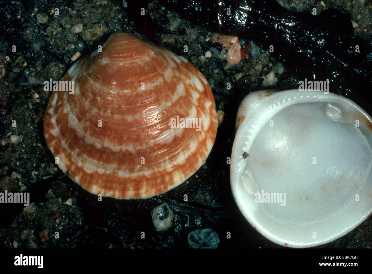 Sludge and silt hi-res stock photography and images - Alamy